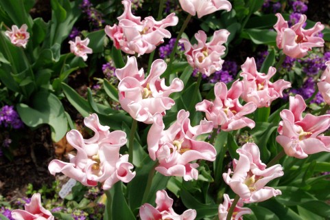 CSS3のtransformを使ってみる | cly7796.net